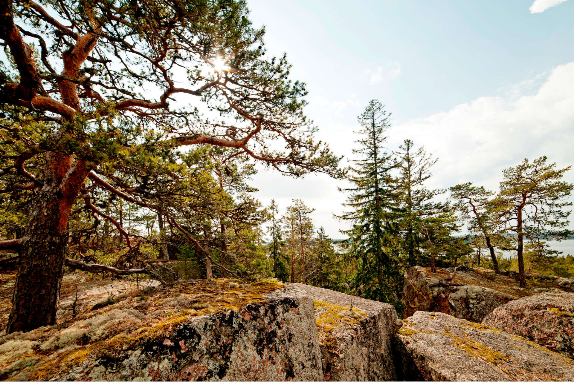 Salon luonnonluolat - Salon Luonnonmetsäsäätiö